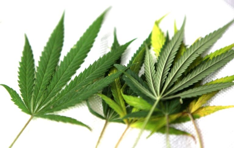 Organic THCa Flowers: What to Know - Lifegoesongame